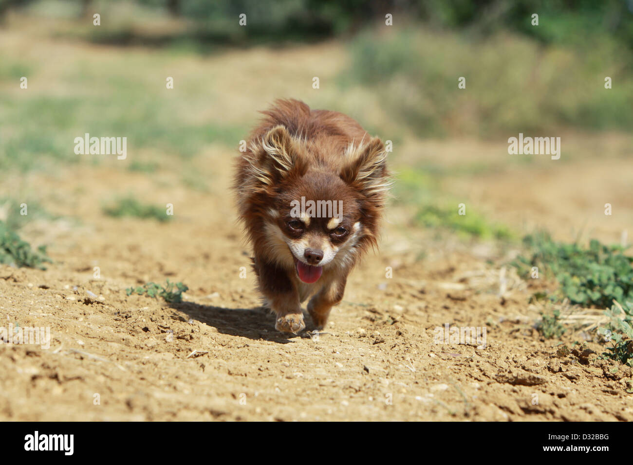 Dog Chihuahua longhair adult running on the ground Stock Photo - Alamy