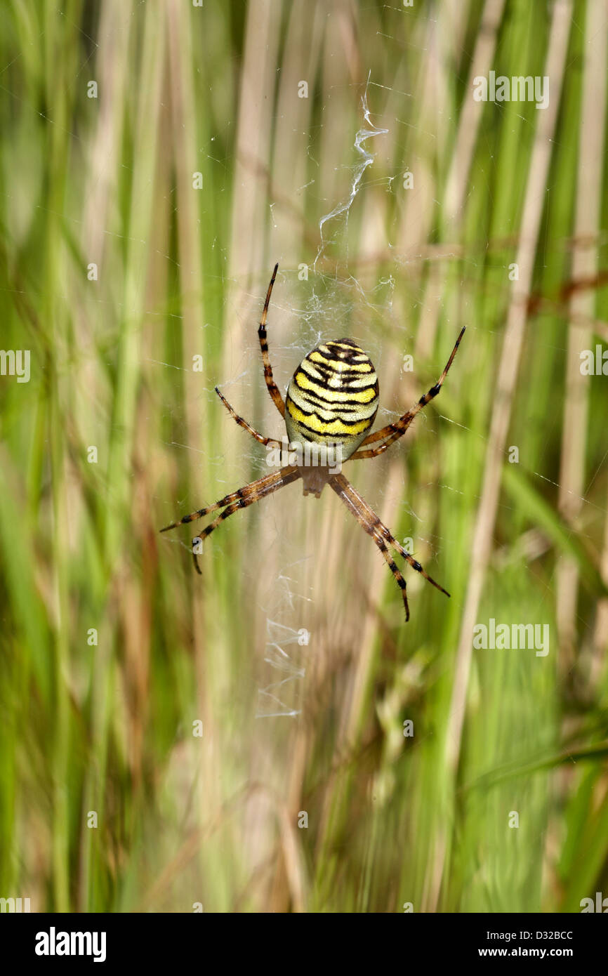 Wasp spider, Argiope bruennichi, with web at Dorset in August Stock ...