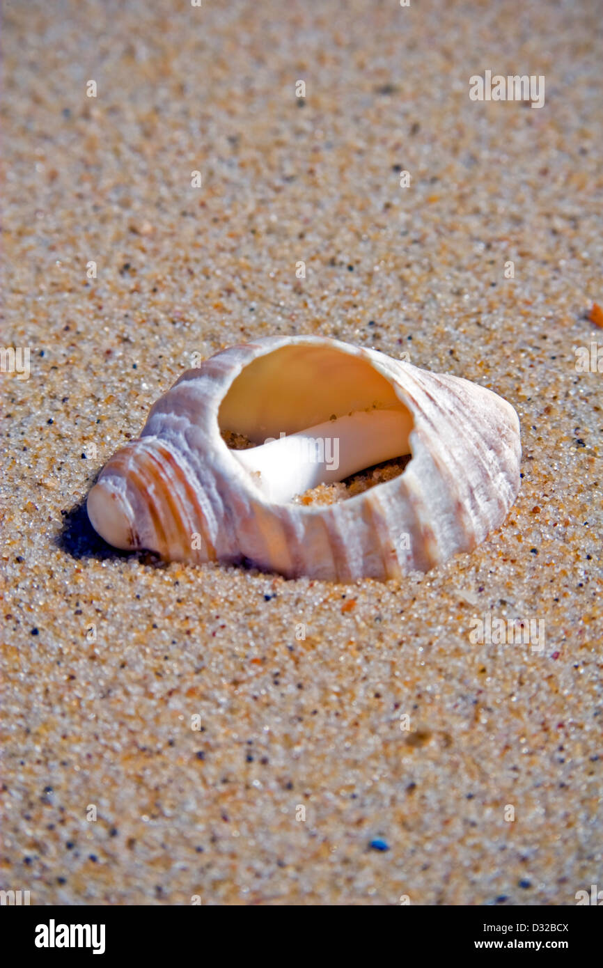 A beautiful shell with a hole in the top sits alone on the beach ...