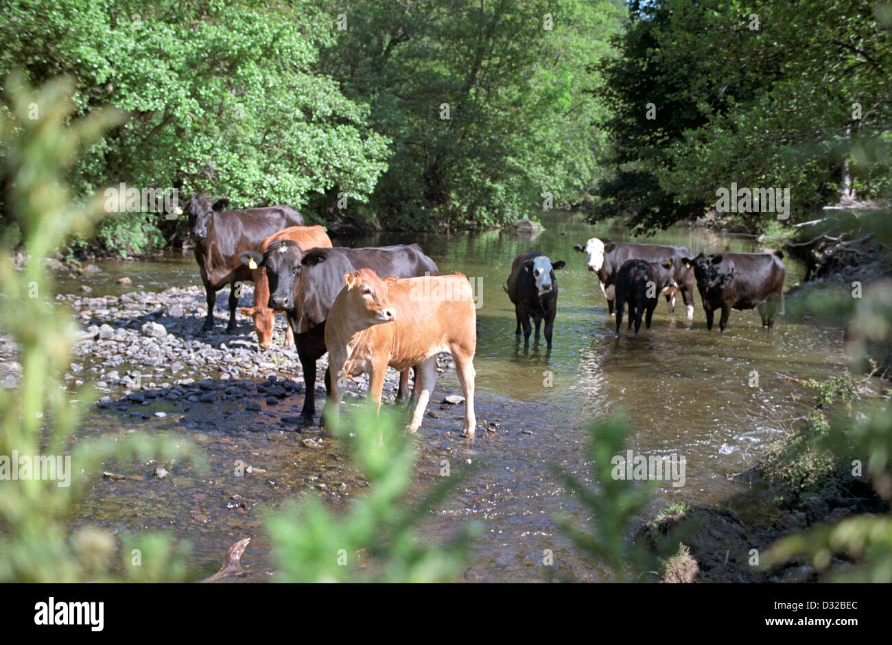 River scene cattle hi-res stock photography and images - Alamy