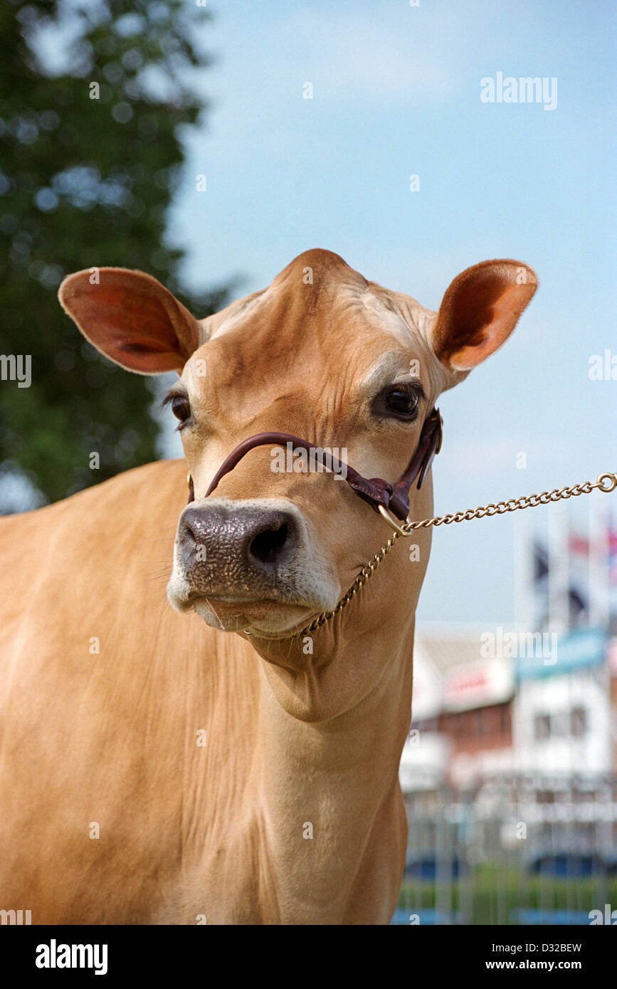 Portrait of Jersey cow, Royal Show, Stoneleigh, Warwickshire, England ...