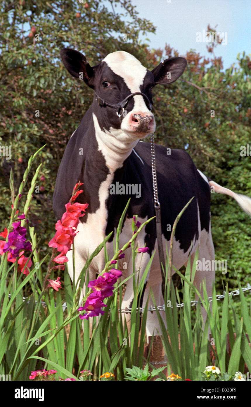 British friesians hi-res stock photography and images - Alamy