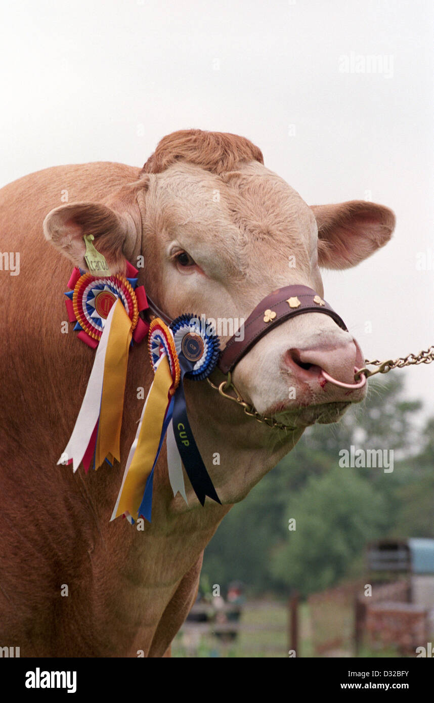 Prize hereford bull hi-res stock photography and images - Alamy