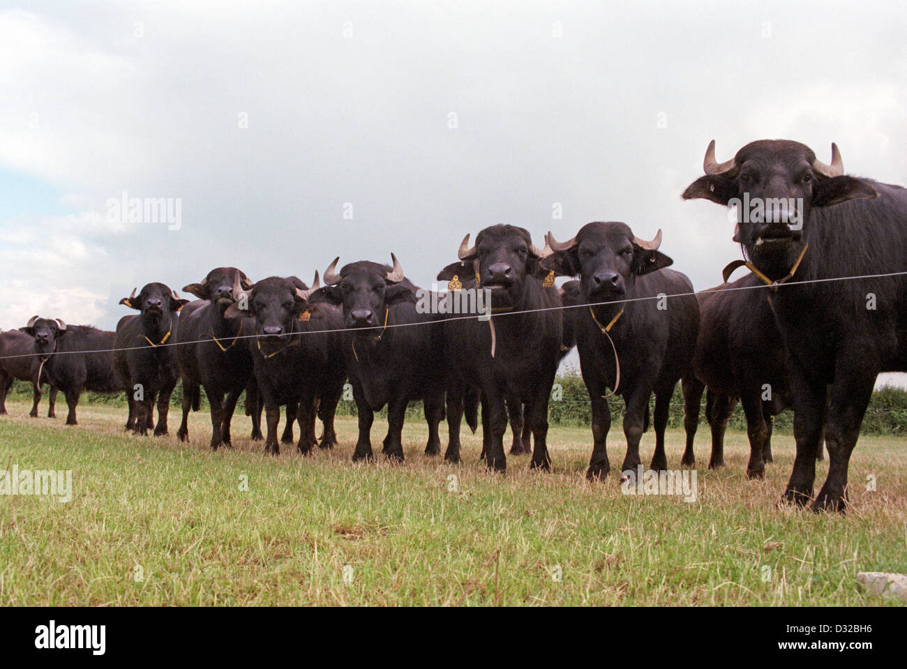 Water buffalo standing in a line, Idlicote, Cotswolds, England Stock ...