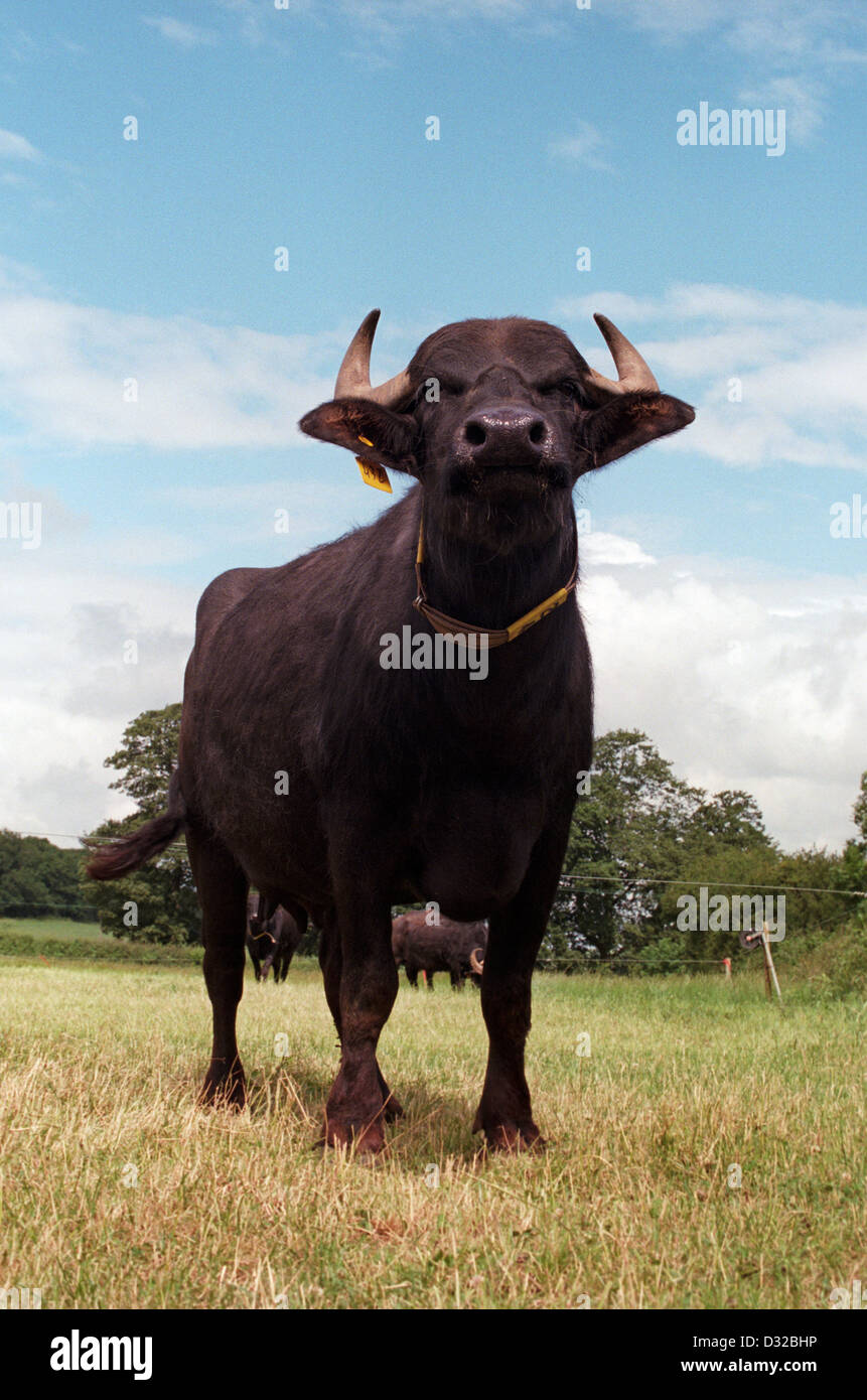 Water buffalo cheese hi-res stock photography and images - Alamy
