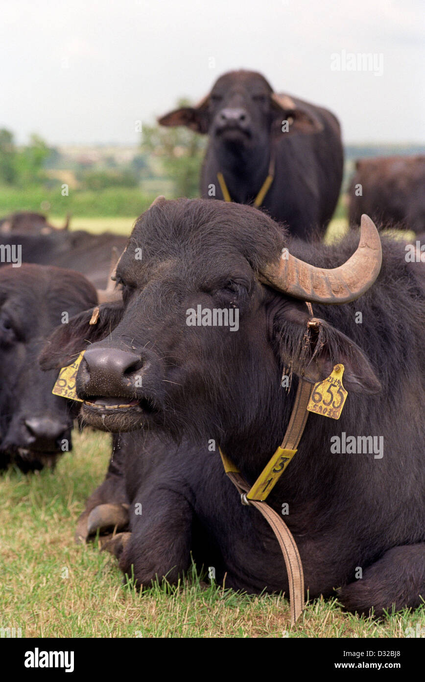 Three water buffalo lying down, Gloucestershire, England Stock Photo ...