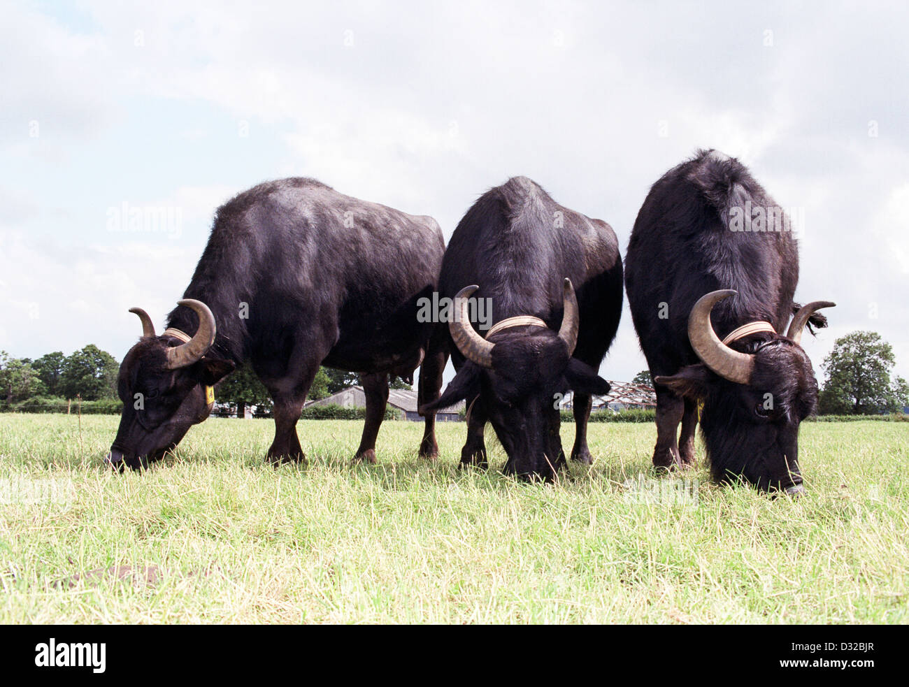 Three water buffalo grazing, Gloucestershire, England Stock Photo - Alamy