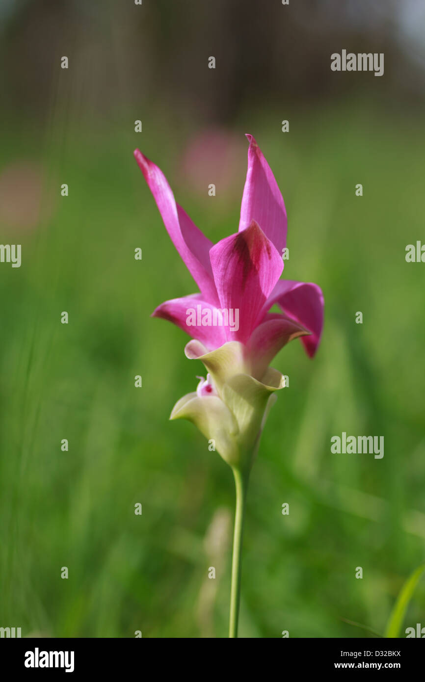 Wild siam tulips blooming in the jungle in Chaiyaphum province ...