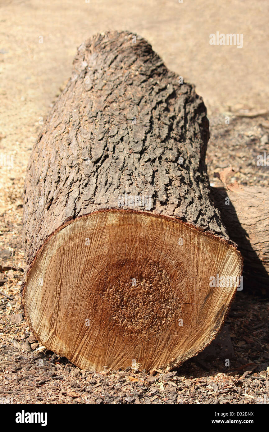 Log of wood Stock Photo - Alamy