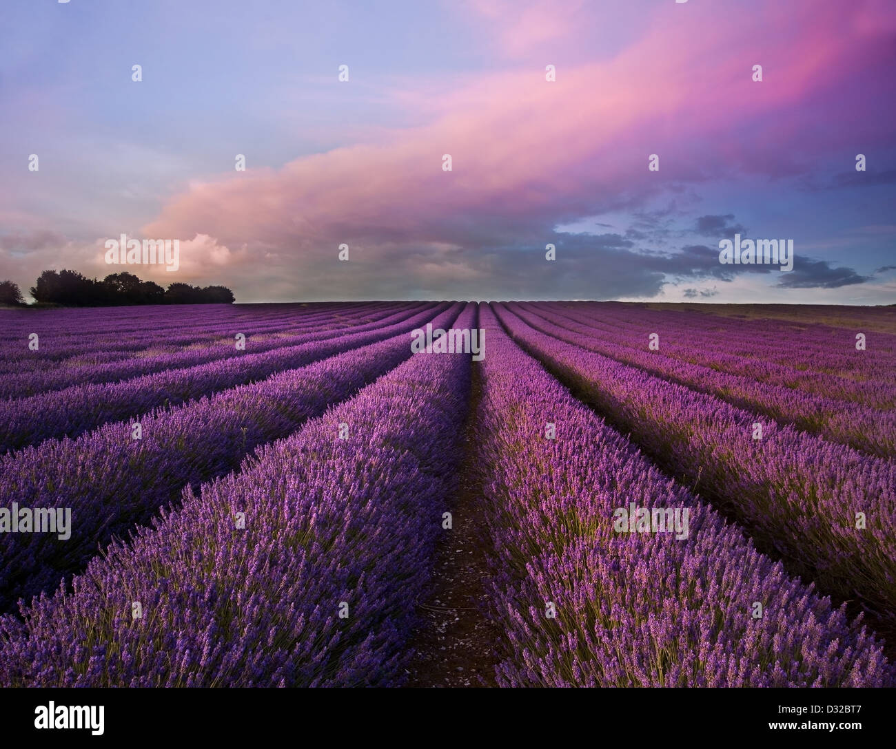 Lavender field sunset landscape hi-res stock photography and images - Alamy
