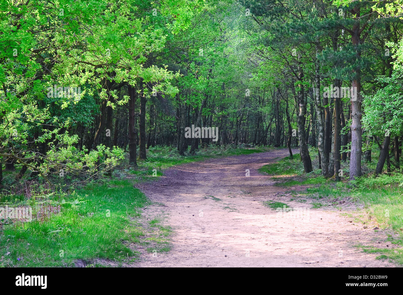 Path into lush green forest in Spring landscape Stock Photo - Alamy