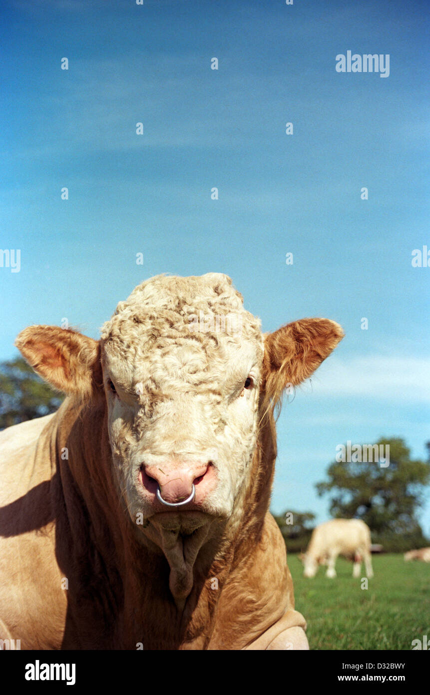 Simmental bull hi-res stock photography and images - Alamy