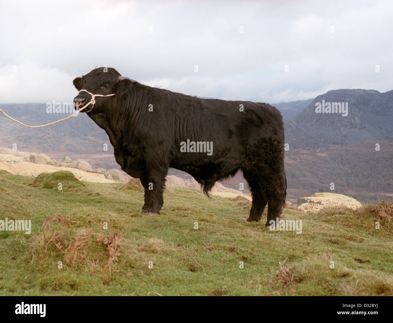 Welsh black bull hi-res stock photography and images - Alamy