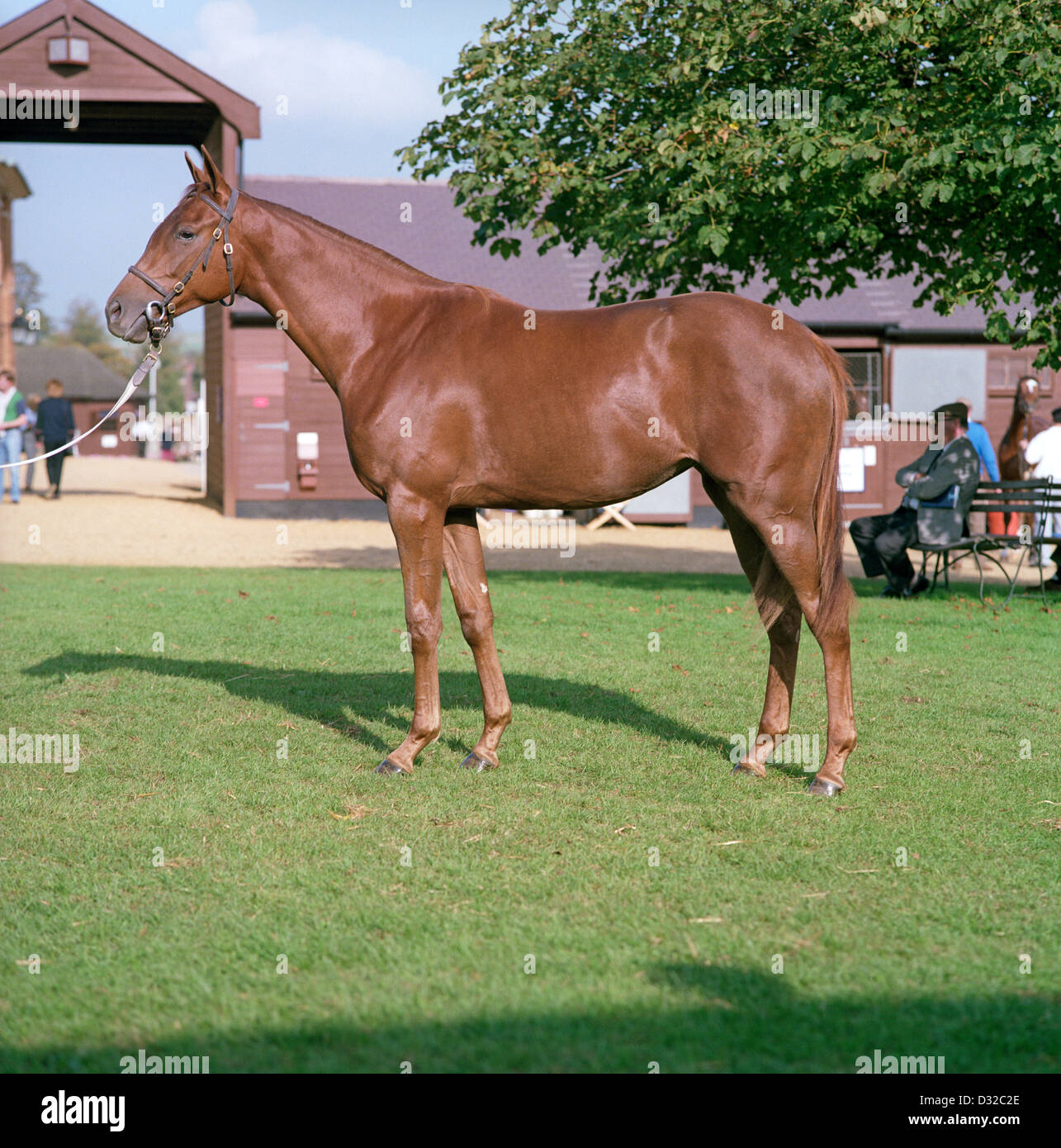 Filly racehorse hi-res stock photography and images - Alamy