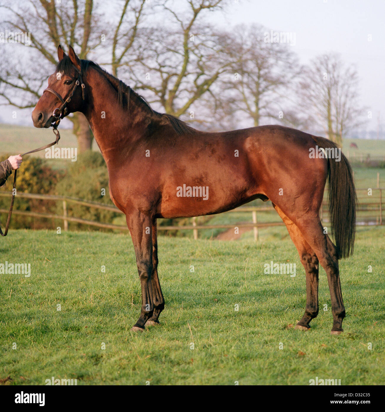 Third place in the st ledger race hi-res stock photography and images ...