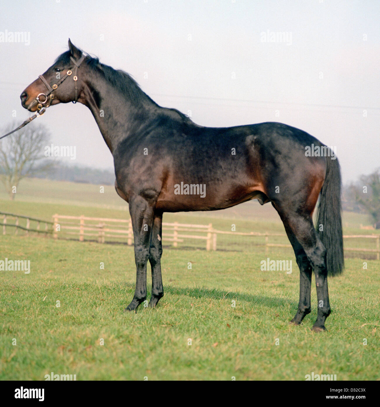 Racing stallion hi-res stock photography and images - Alamy