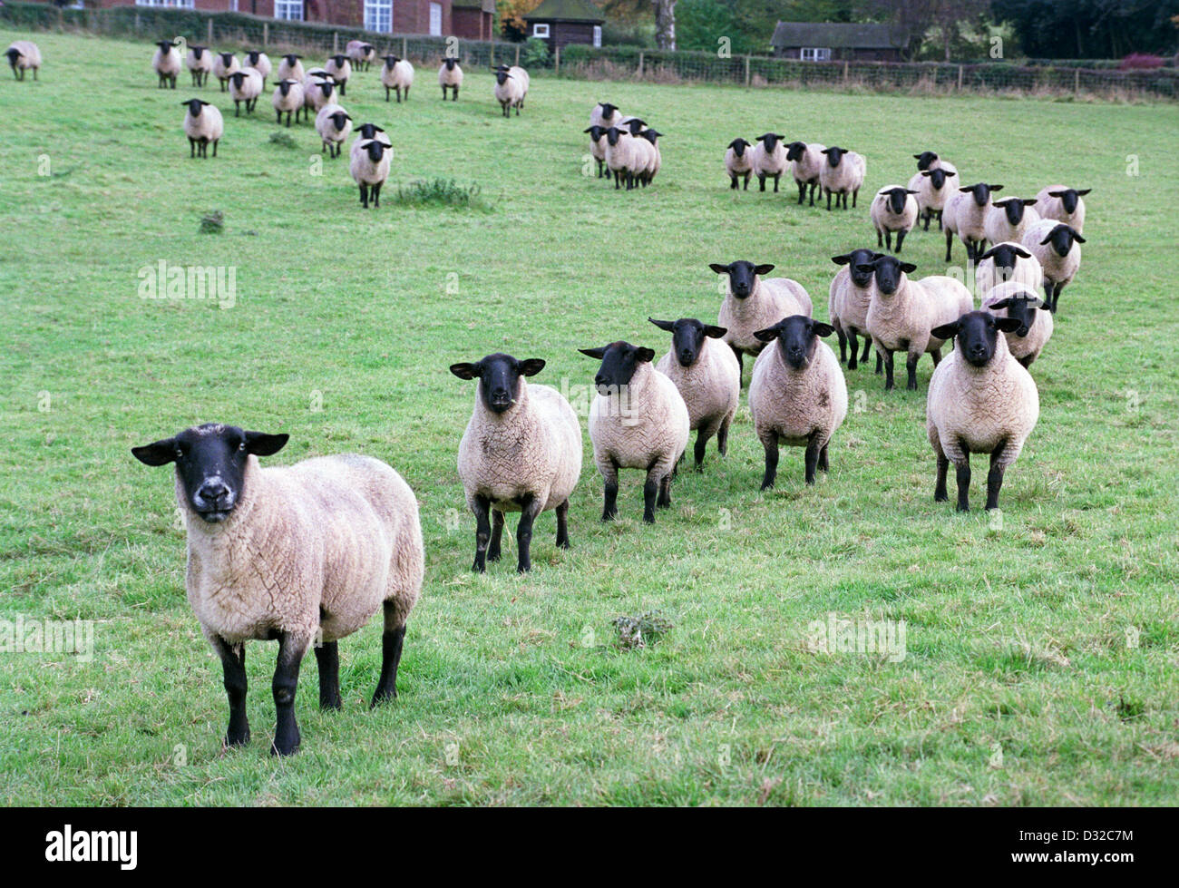 Line of sheep in field, Belbroughton, Worcestershire, England Stock ...