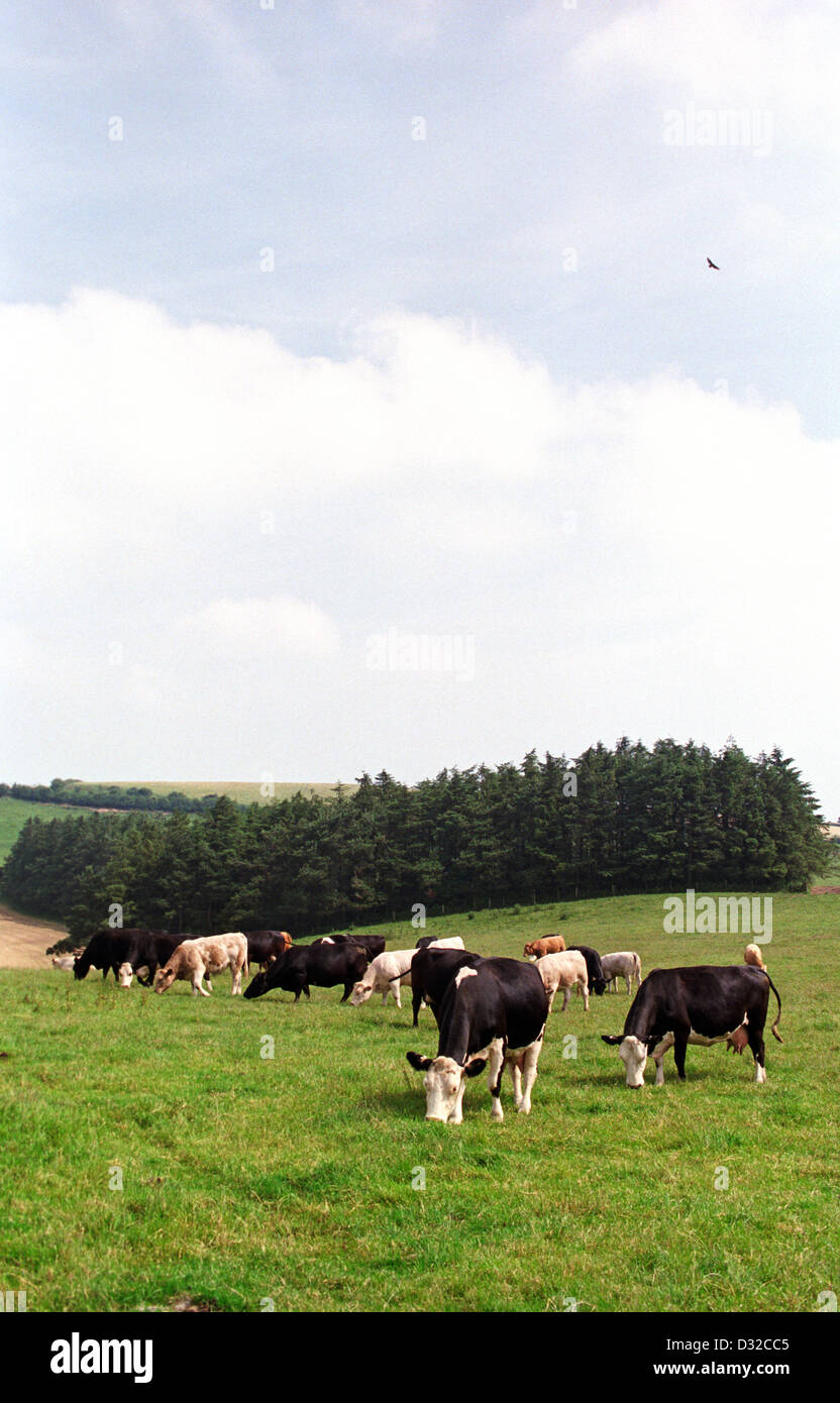 Grazing grass eating field fields agricultural female animal tree ...