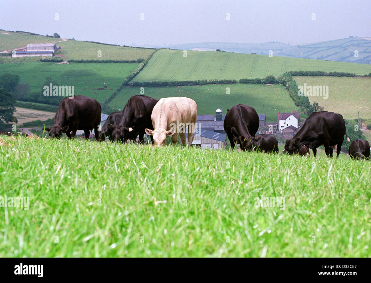 Beef suckler cows in field, Clun, Shropshire, England Stock Photo - Alamy