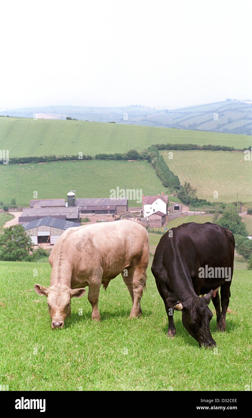 Beef suckler cows in field, Clun, Shropshire, England Stock Photo - Alamy