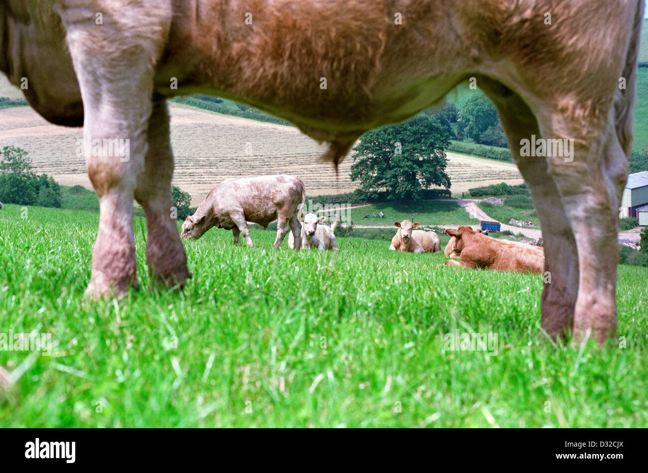 Beef suckler cows in field, Clun, Shropshire, England Stock Photo - Alamy