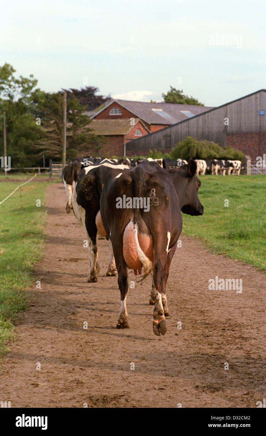 Holstein cows ready to be milked, Cheshire, England Stock Photo - Alamy