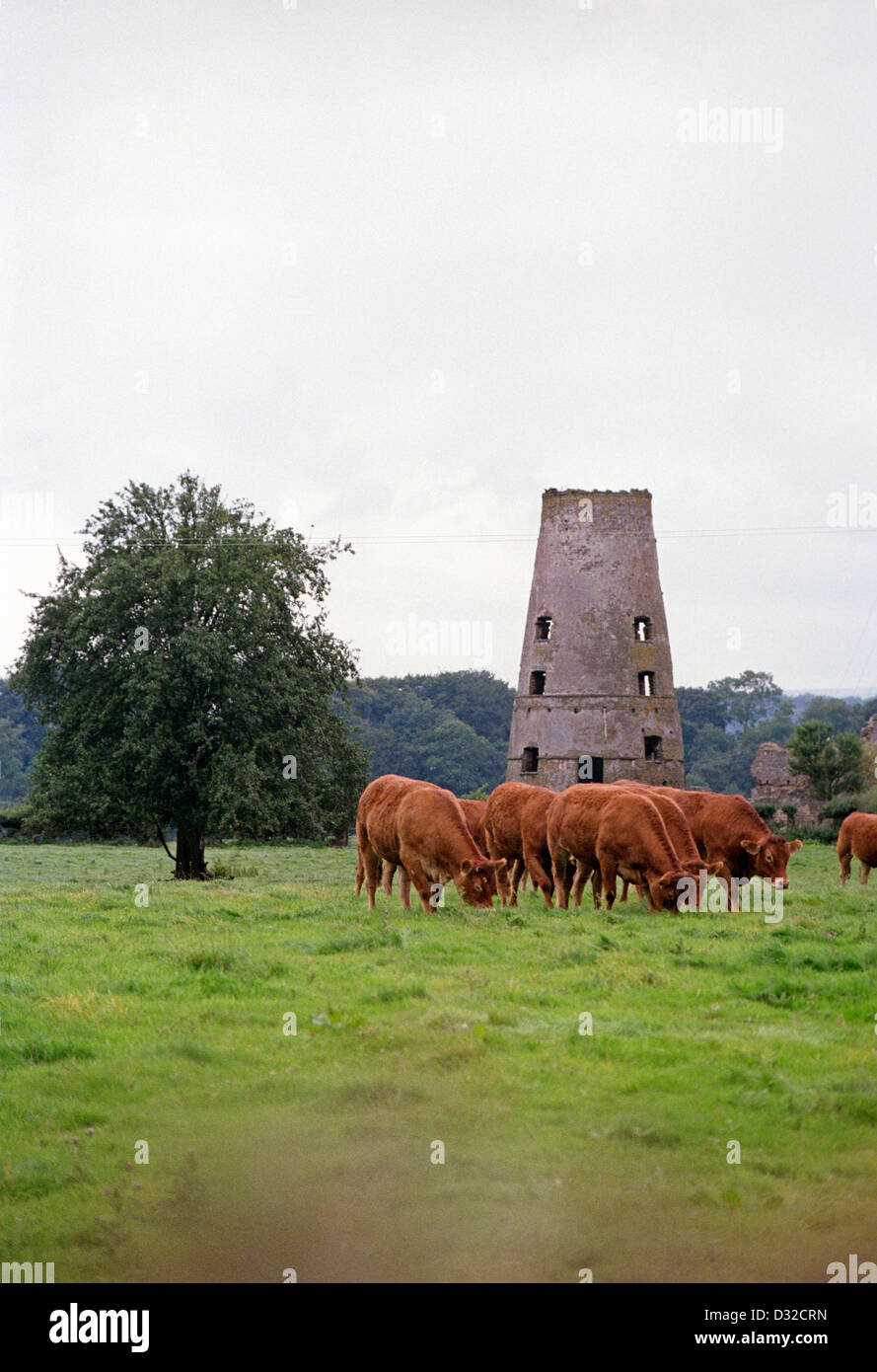 Limousin eating grass hi-res stock photography and images - Alamy