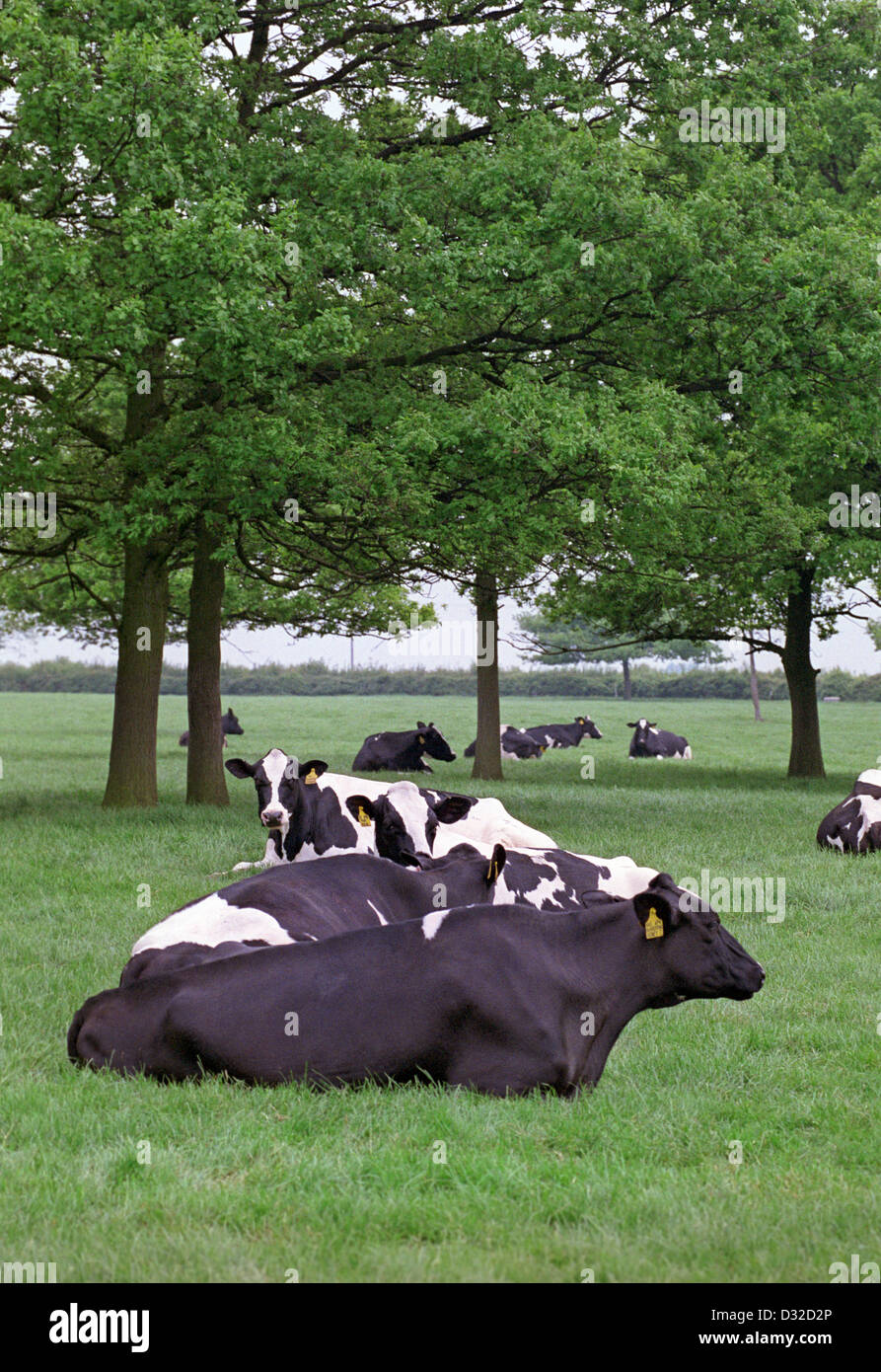 Holstein cattle lying down under trees, Epping, Essex, England Stock ...