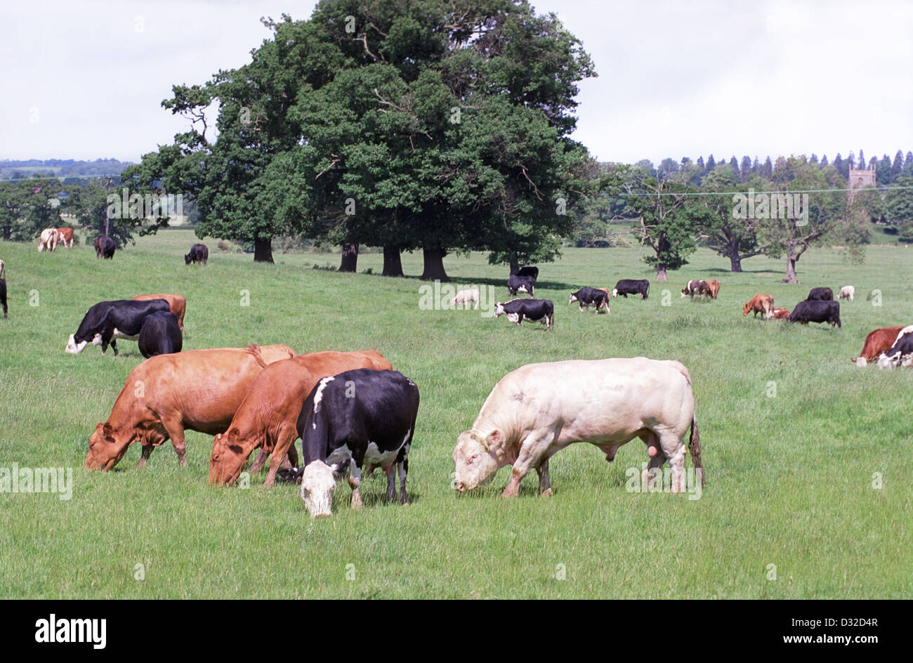 Beef suckler cows grazing in field, Studley, Warwickshire, England ...