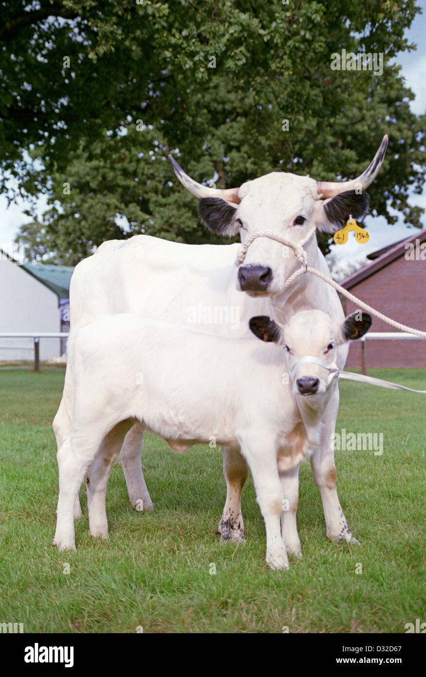 White park cow and calf, Stoneleigh, Warwickshire, England Stock Photo ...