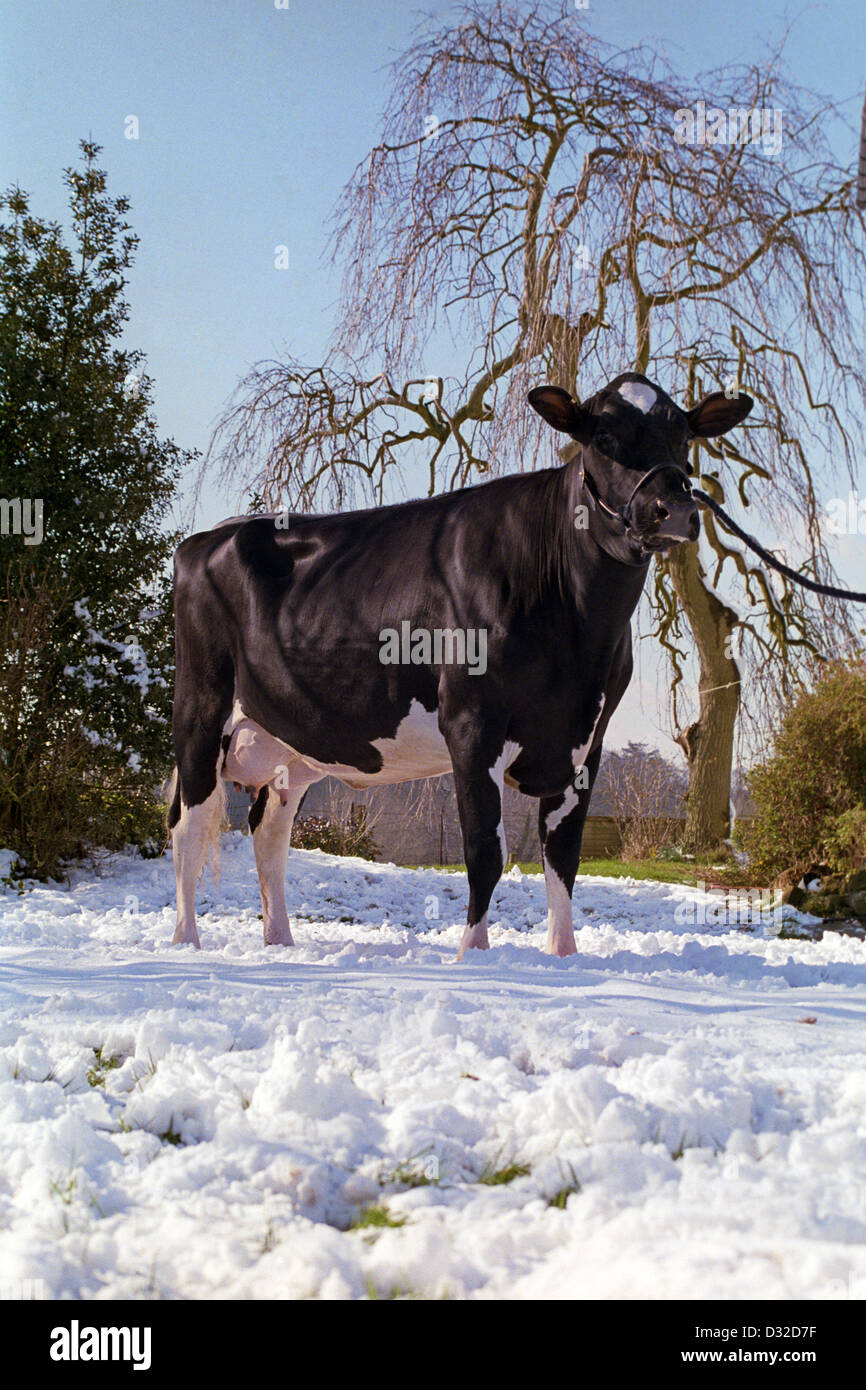 Portrait of British Holstein cow in snow, Barstow, Warwickshire ...