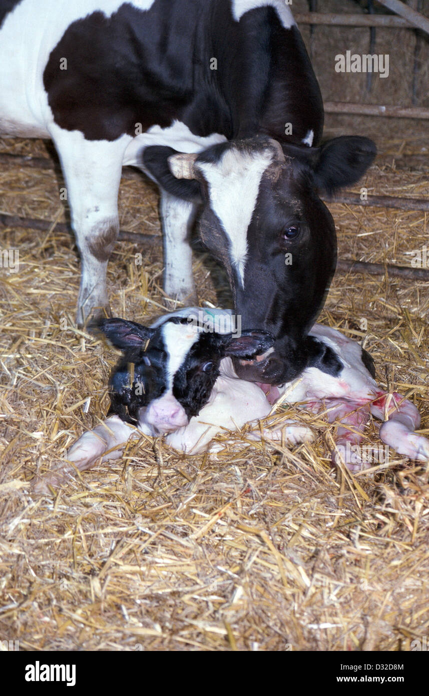 British Holstein cow licking newborn calf on straw, Calne, Wiltshire ...