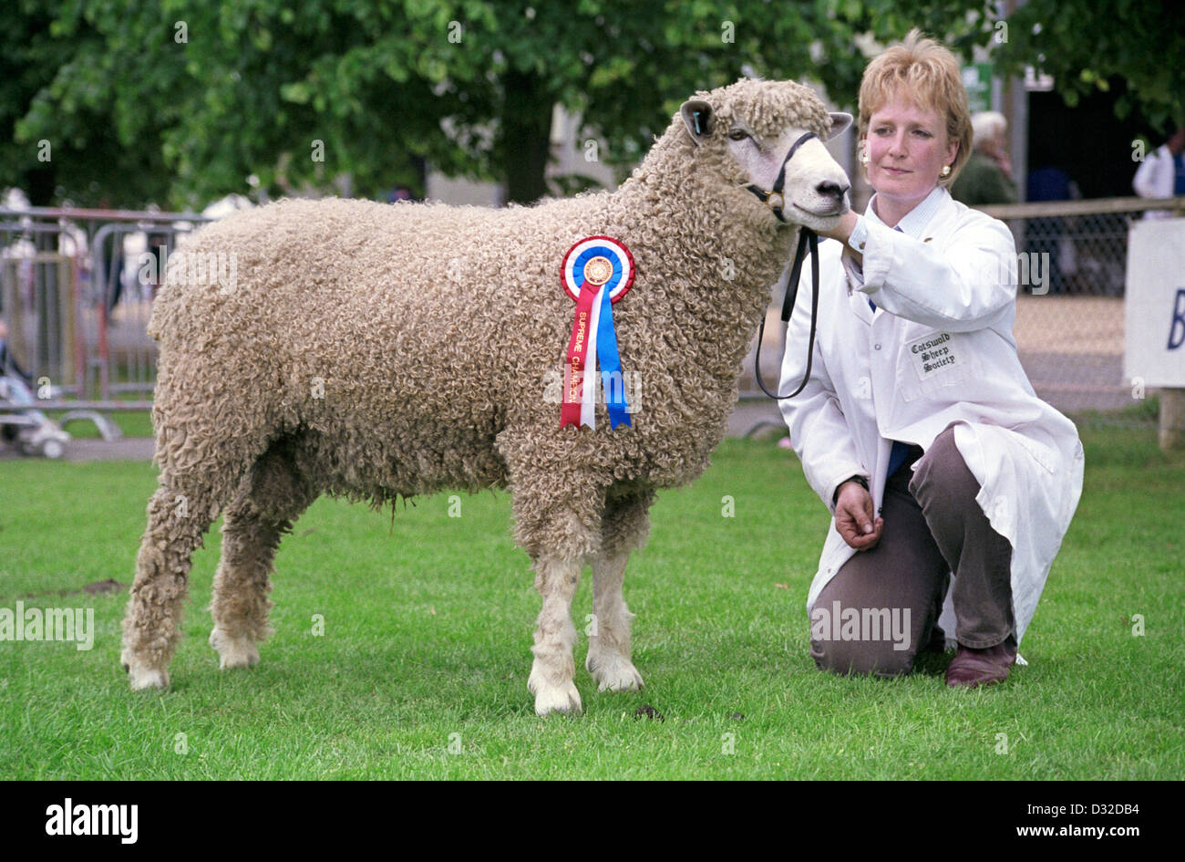 Champion Cotswold sheep, Three Counties Show, Malvern, England Stock ...
