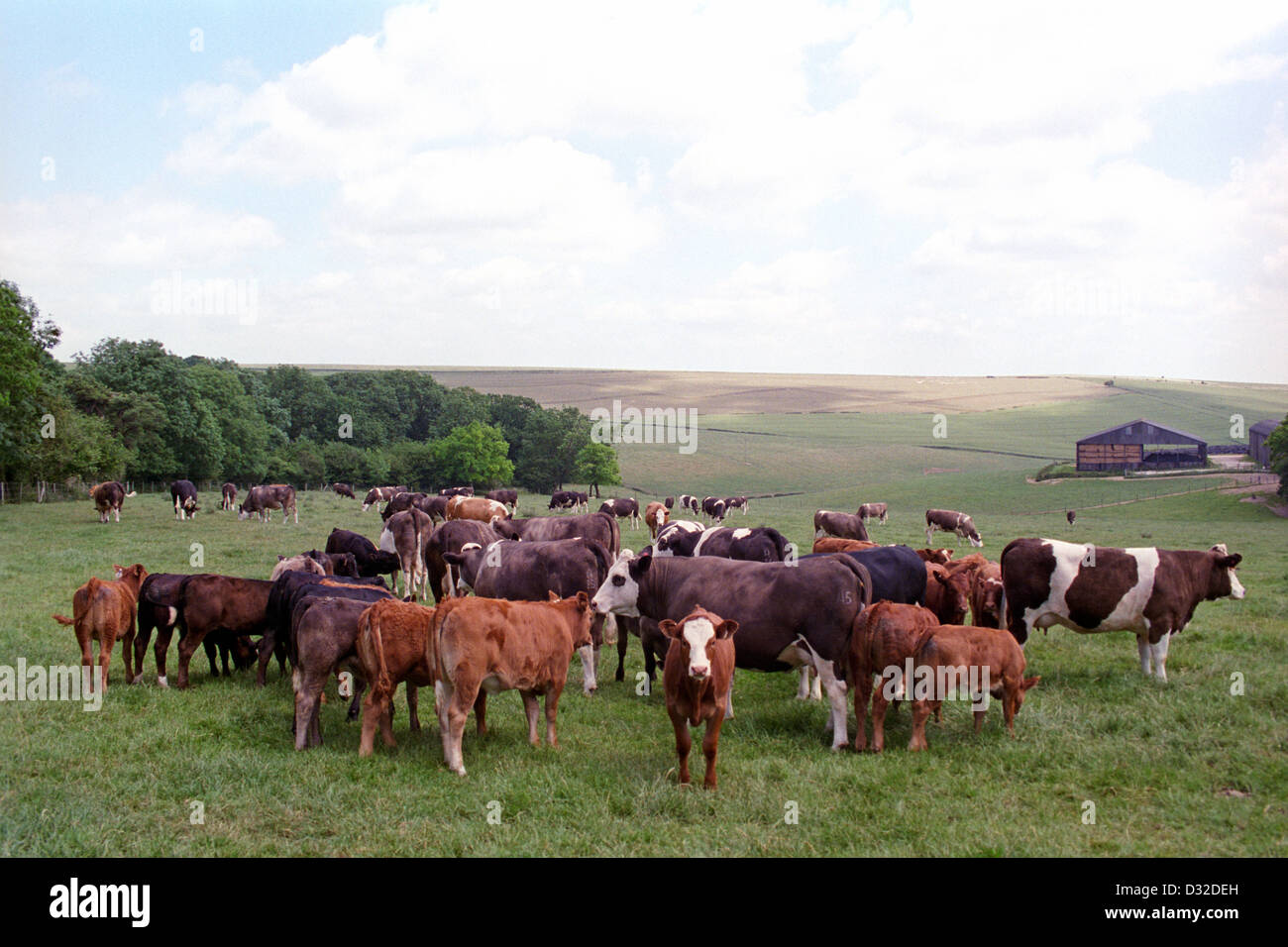 British beef 1996 hi-res stock photography and images - Alamy
