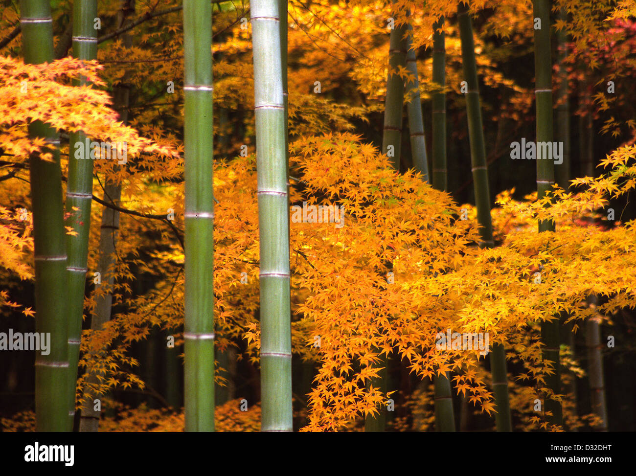 Bamboo temple gardens kyoto hi-res stock photography and images - Alamy