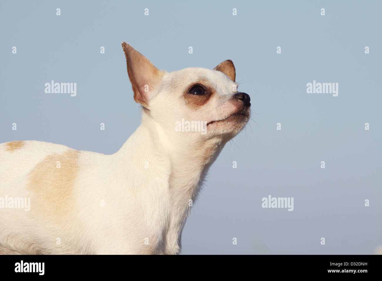 Profile chihuahua hi-res stock photography and images - Alamy