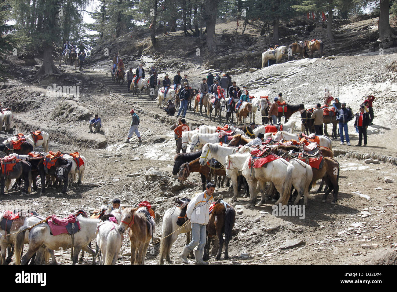 Horse ride, Kufri-Shimla Shimla Himachal Pradesh, India Stock Photo - Alamy Horse ride, Kufri-Shimla Shimla Himachal Pradesh, India Stock Photo - Alamy