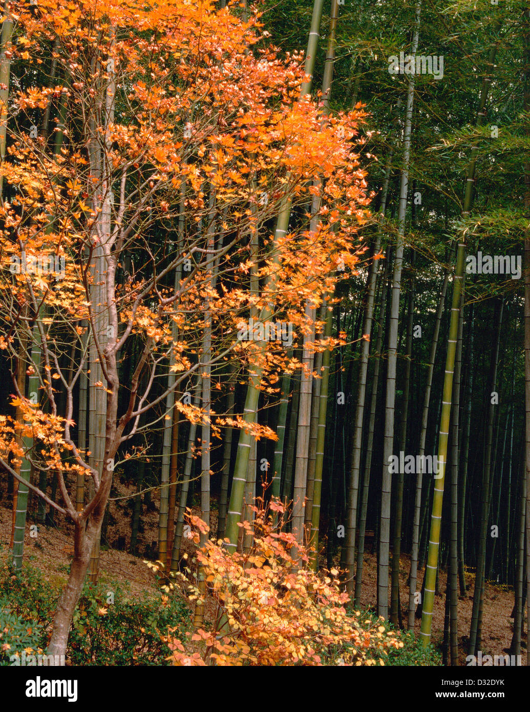 Tenryu-ji, a Zen Buddhist temple in Kyoto, Japan, features stunning ...