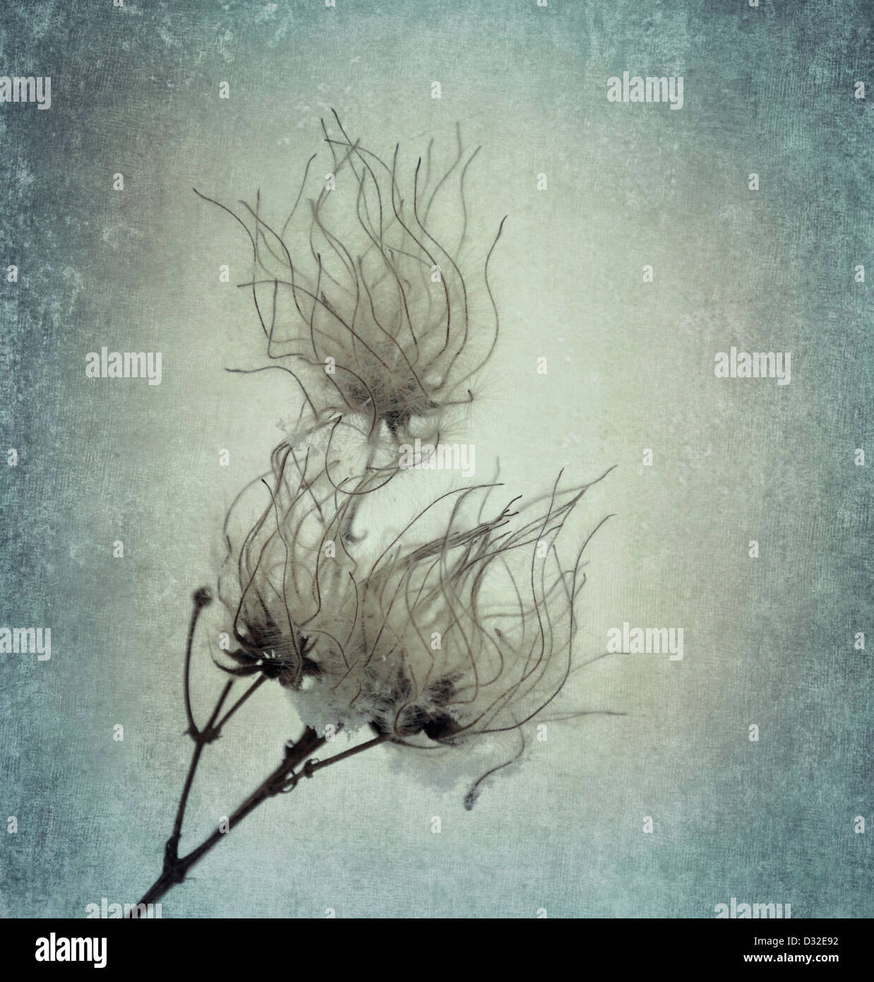 Dried Out Plant Stock Photo - Alamy