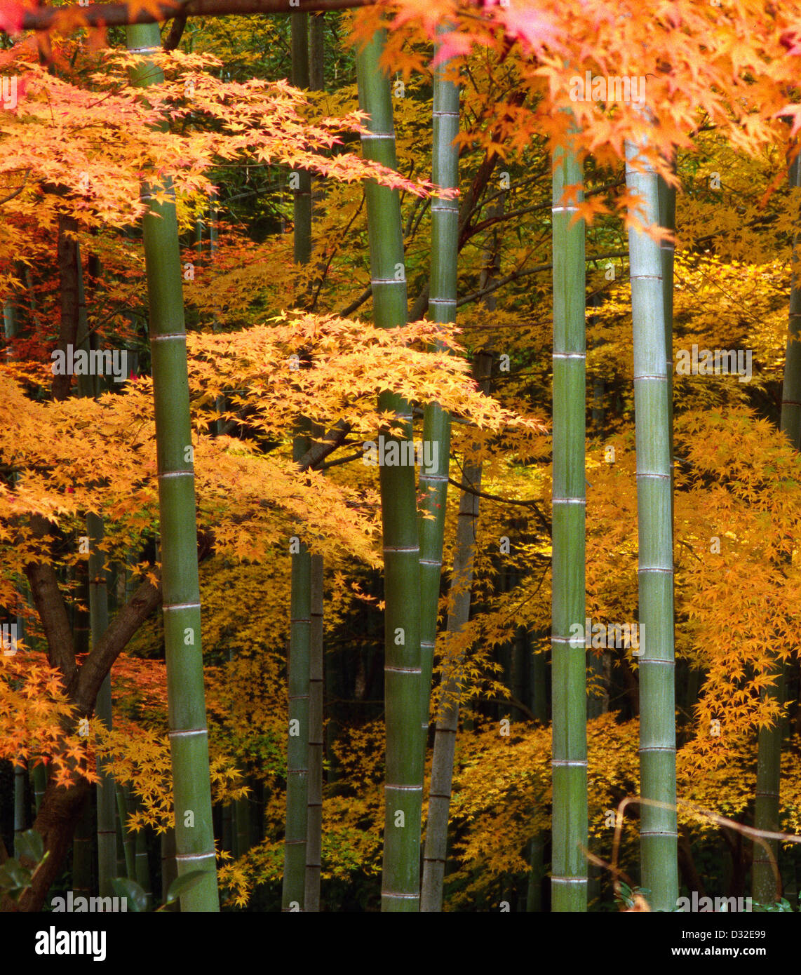 Vibrant display of foliage showcases hi-res stock photography and ...