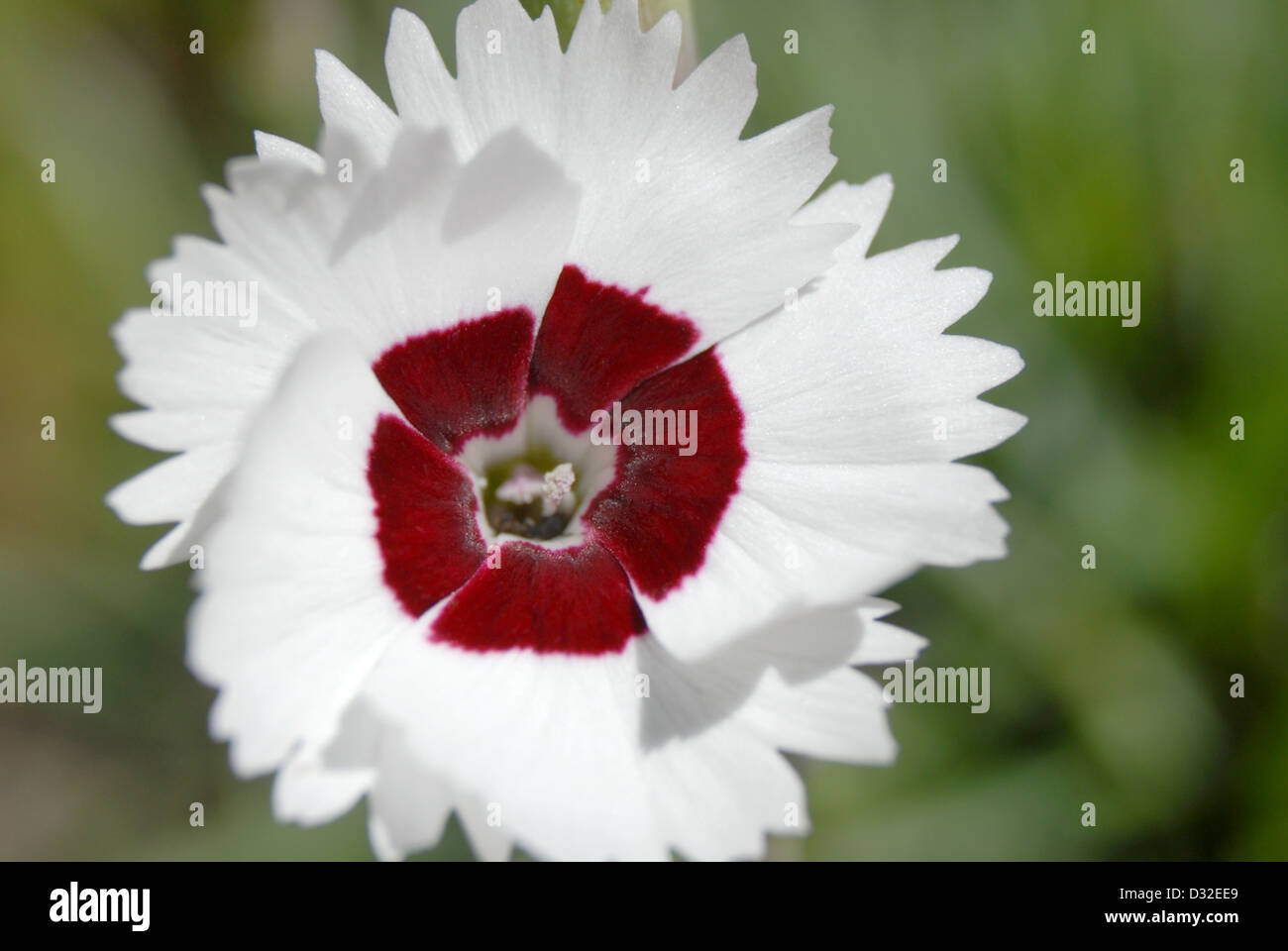 Red and white Sweet William flower - Dianthus barbatus Stock Photo - Alamy