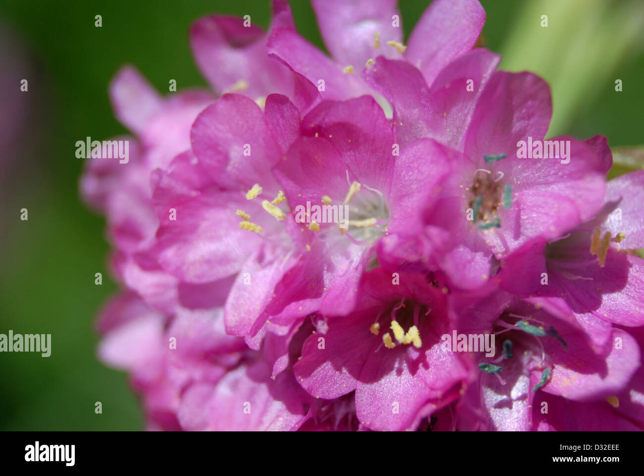 Dianthus blooms hi-res stock photography and images - Alamy