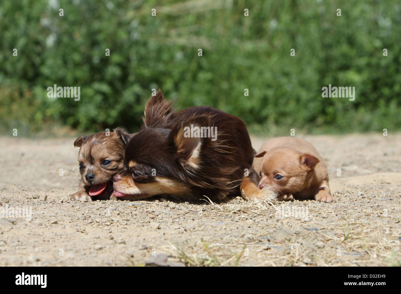 Dog Chihuahua longhair and shorthair / adult and puppies different ...