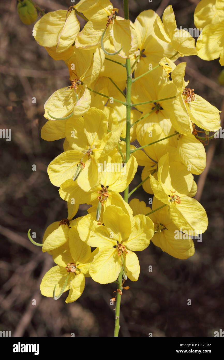 Blossom laburnum hi-res stock photography and images - Alamy