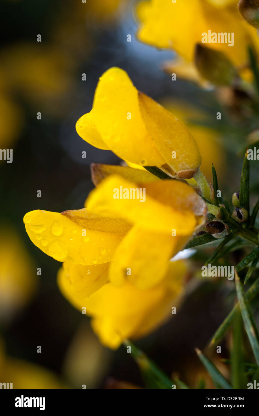 Furze dartmoor hi-res stock photography and images - Alamy