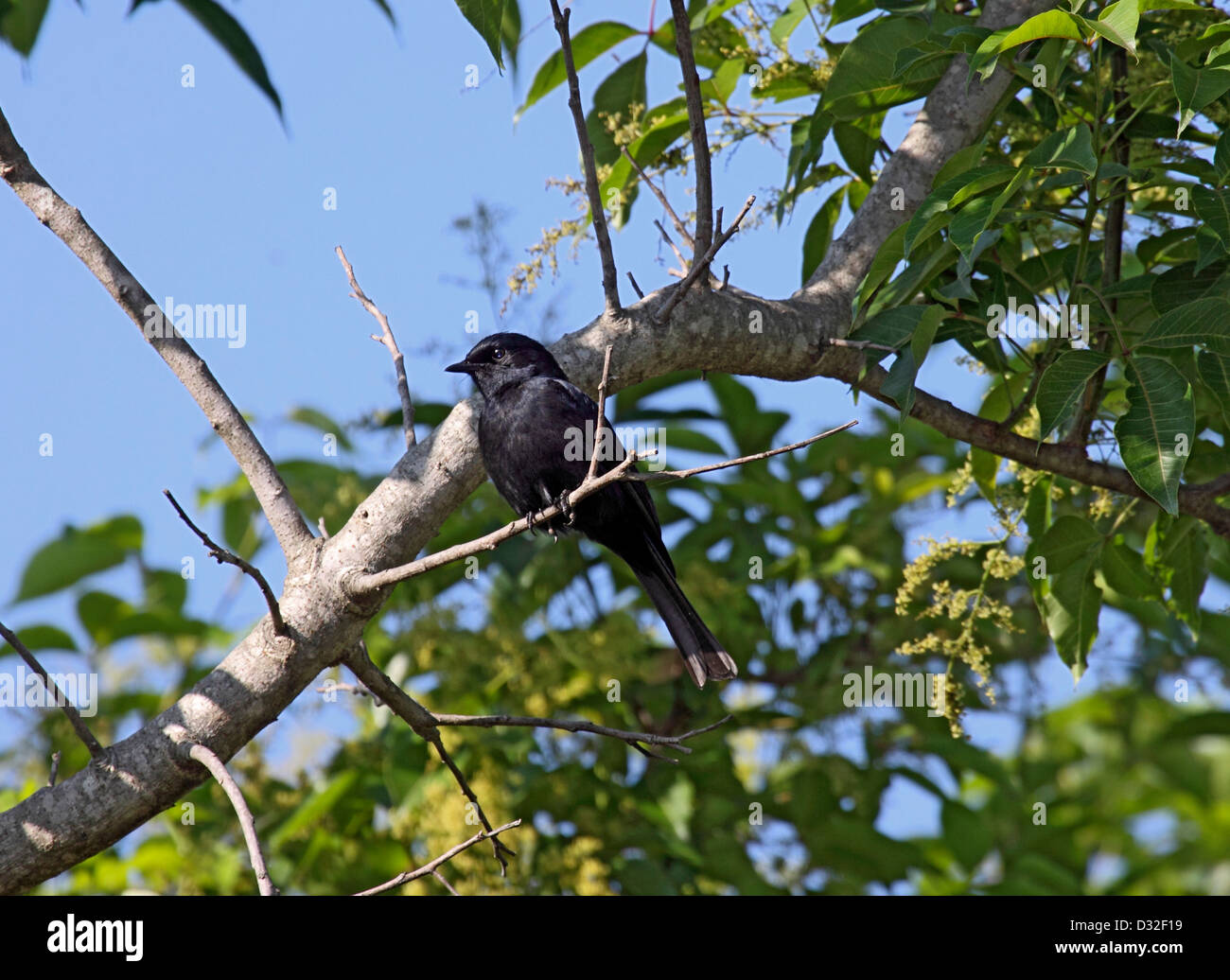 Southern black flycatcher in South Africa Stock Photo - Alamy