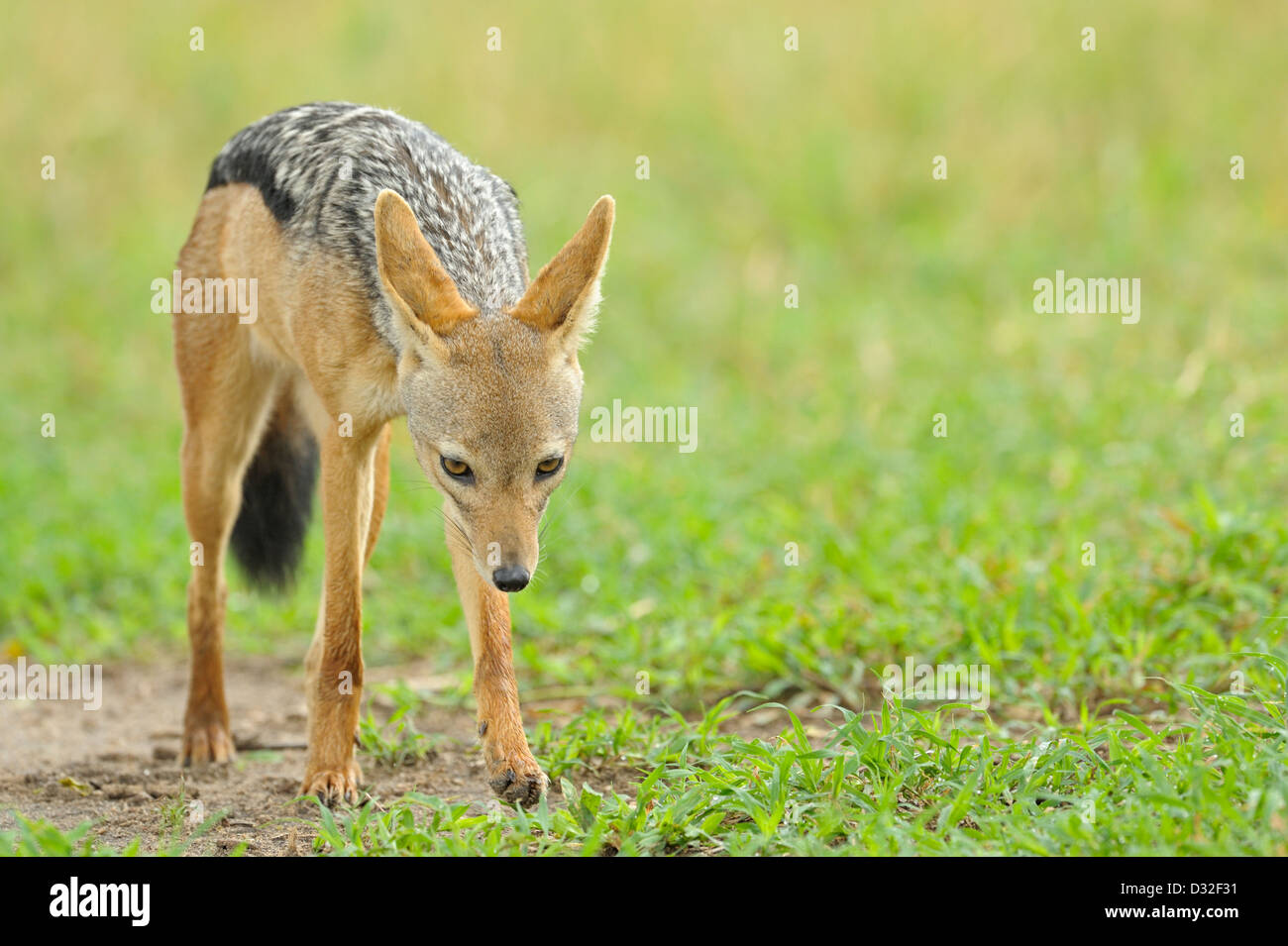 Black-backed or Silver or Red jackal (Canis mesomelas) in Tarangire ...