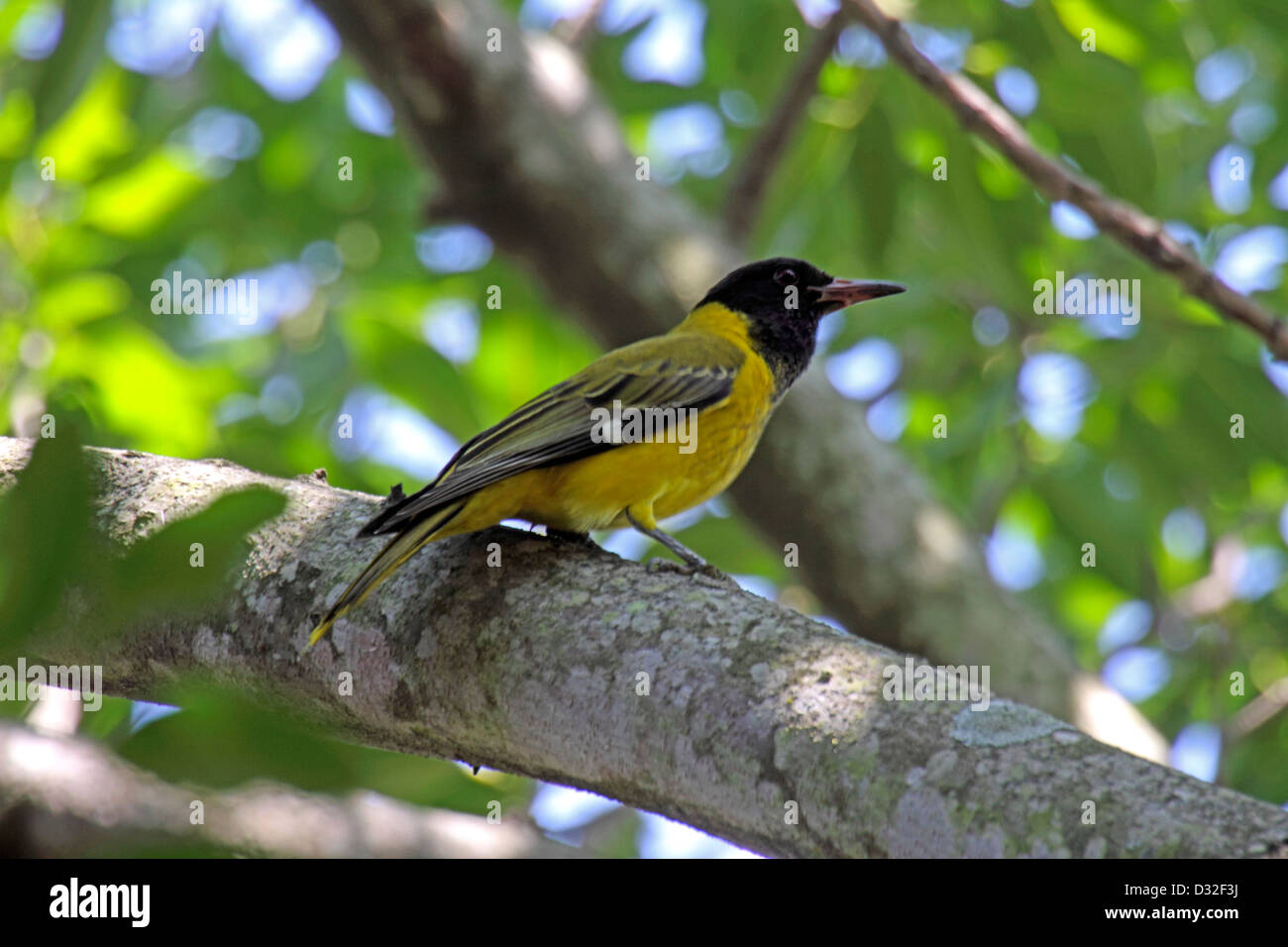 African oriole hi-res stock photography and images - Alamy