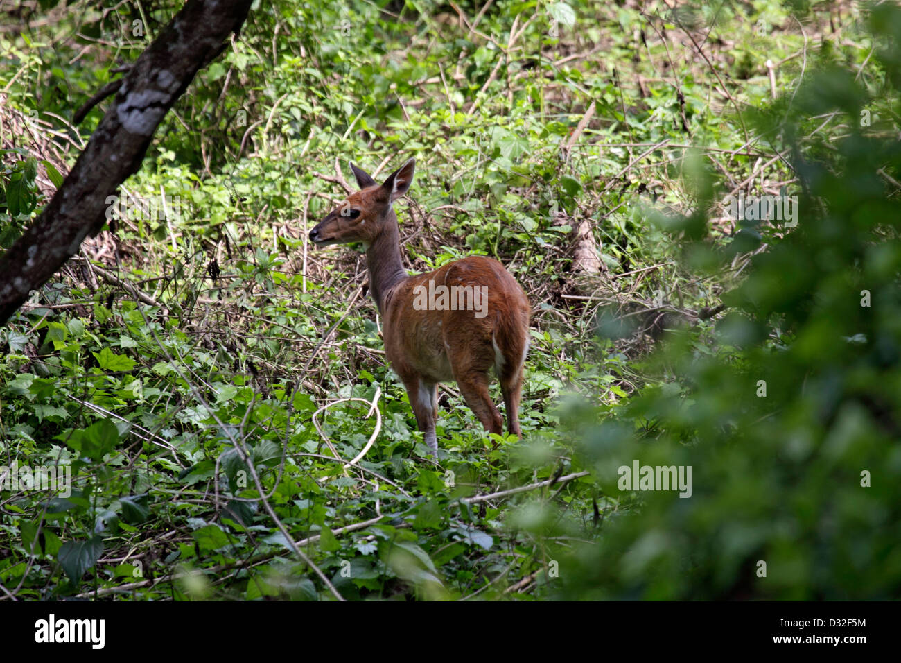 Bushbuck ewe in the bush in South Africa Stock Photo - Alamy