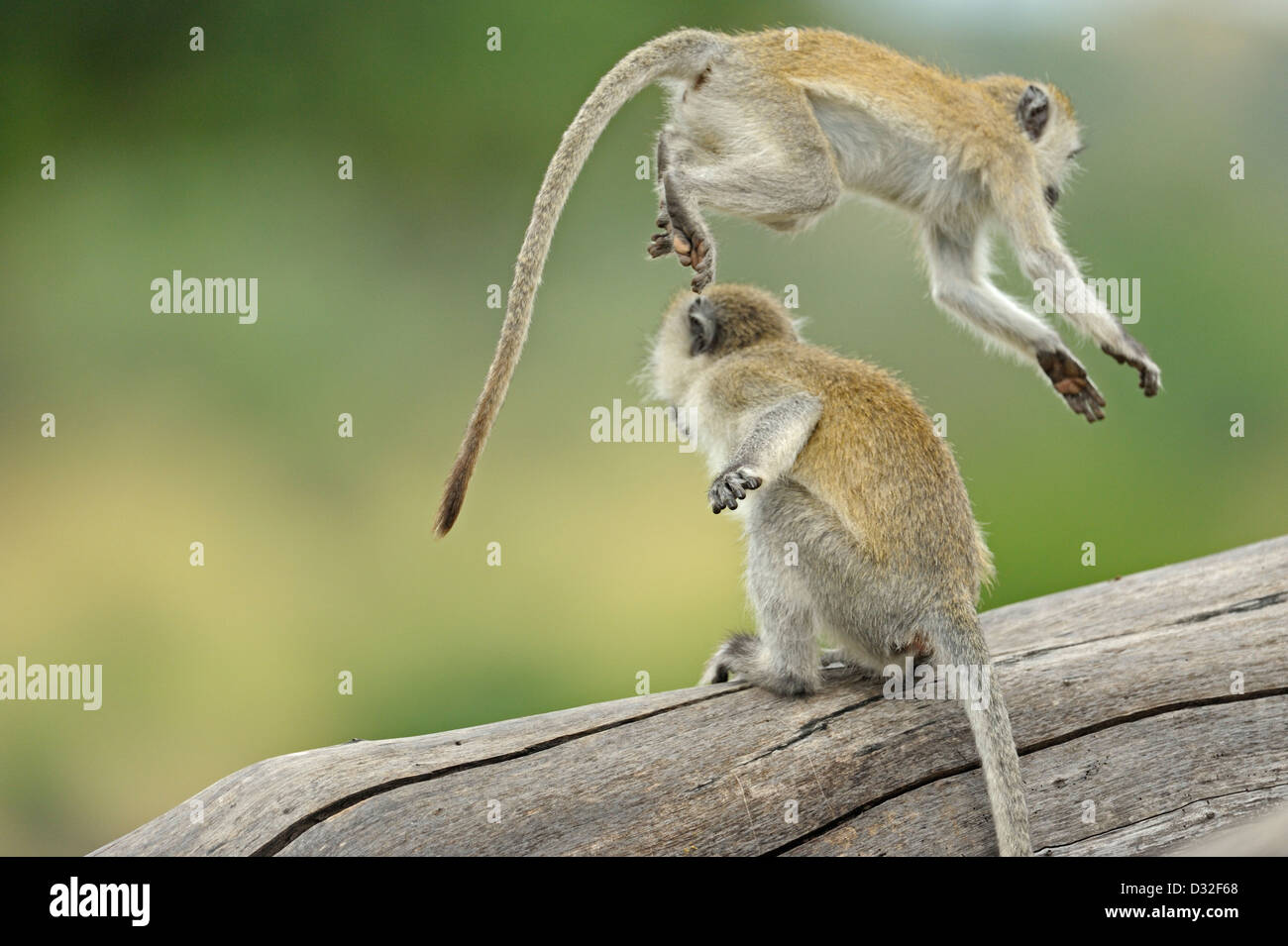 Monkey play tree hi-res stock photography and images - Alamy